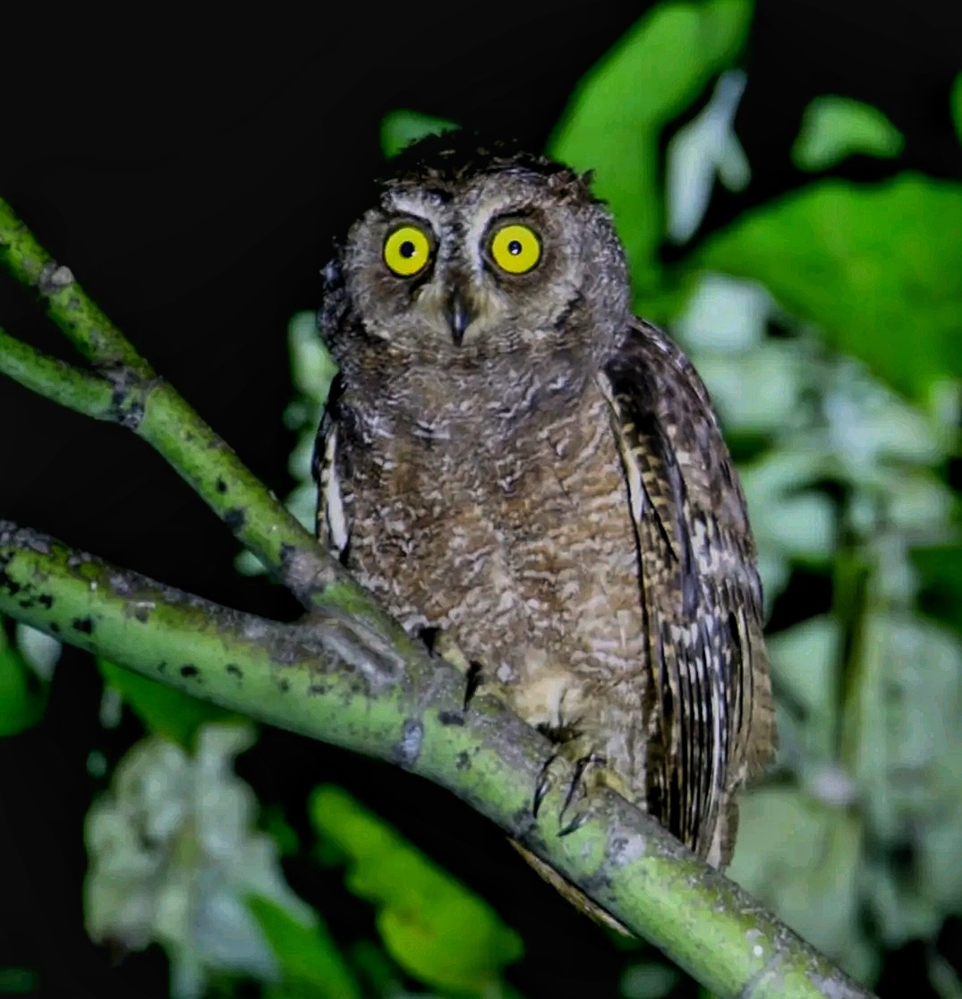 PAPUA, SURGA BURUNG YANG DIRINDUKAN – TOURISM FOR US